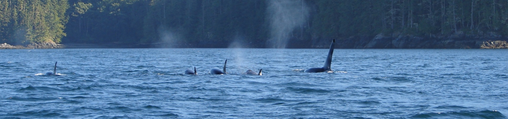 Maple Leaf Adventures - VINT